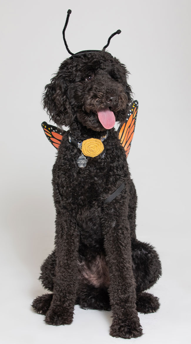 Monarch Butterfly Dog Costume, Butterfly Wing Dog Costume - Yandy.com
