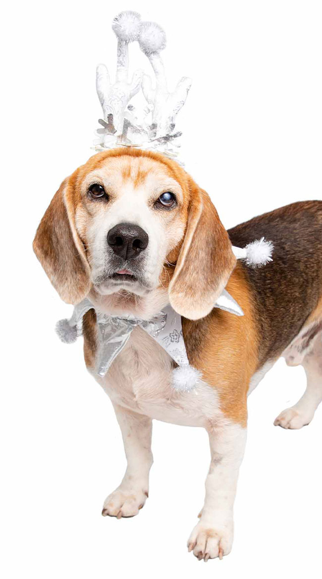 Silver Snowflake Dog Costume, Silver Snowflake Dog Antler Hat Collar ...