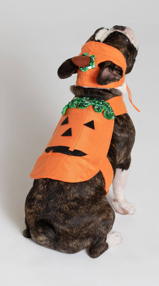 Pumpkin Pet Harness Costume, Pumpkin Dog Cat Costume - Yandy.com