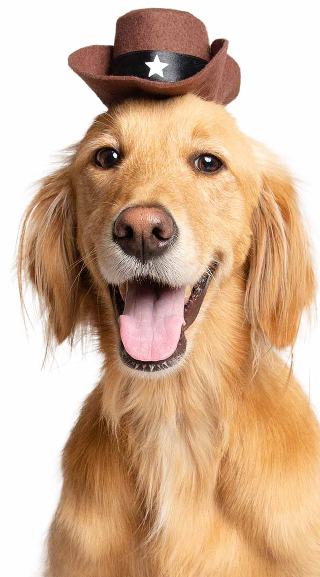 Western Pup Pet Costume, Cowboy Dog Costume - Yandy.com