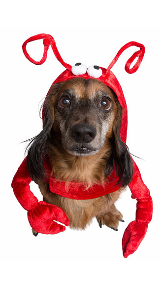 Lazy Lobster Pet Costume, Red Lobster Dog Costume - Yandy.com